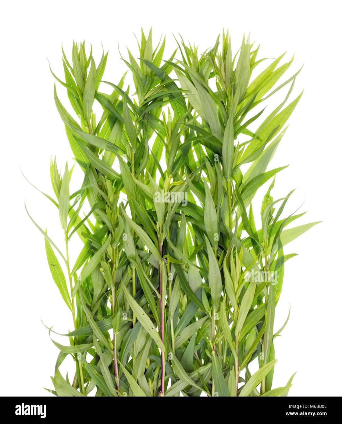 Blade 7 1 4 hi-res stock photography and images - Alamy