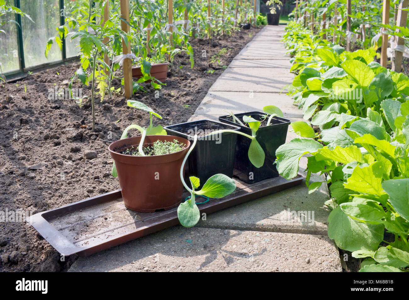 Young shoots of cucumbers are prepared for planting in a spring sunny ...
