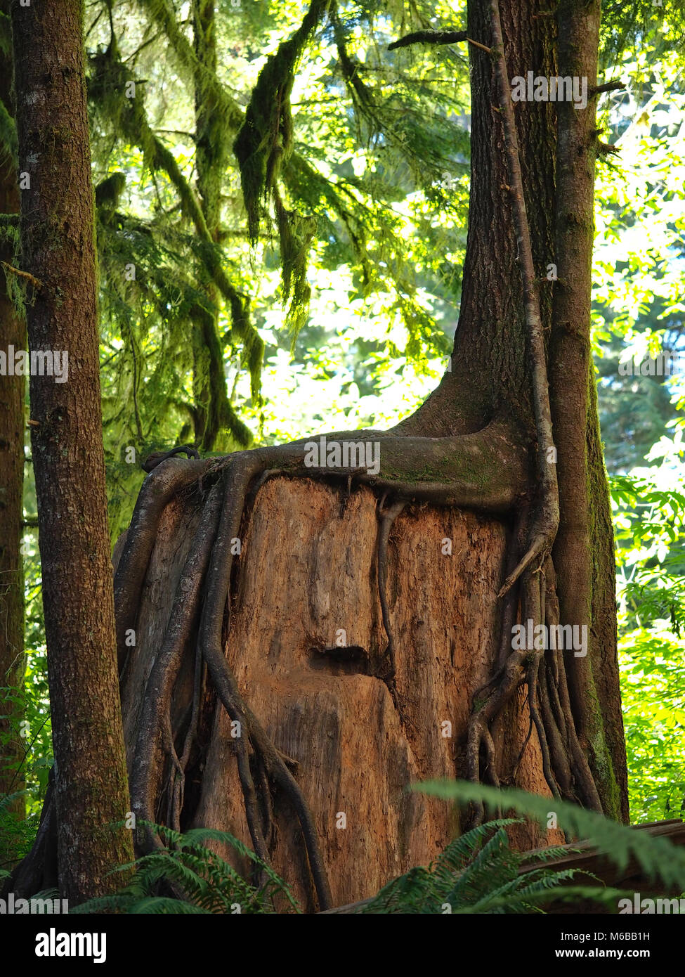 Unusual chair-shaped tree growing in a Pacific Northwest forest Stock ...