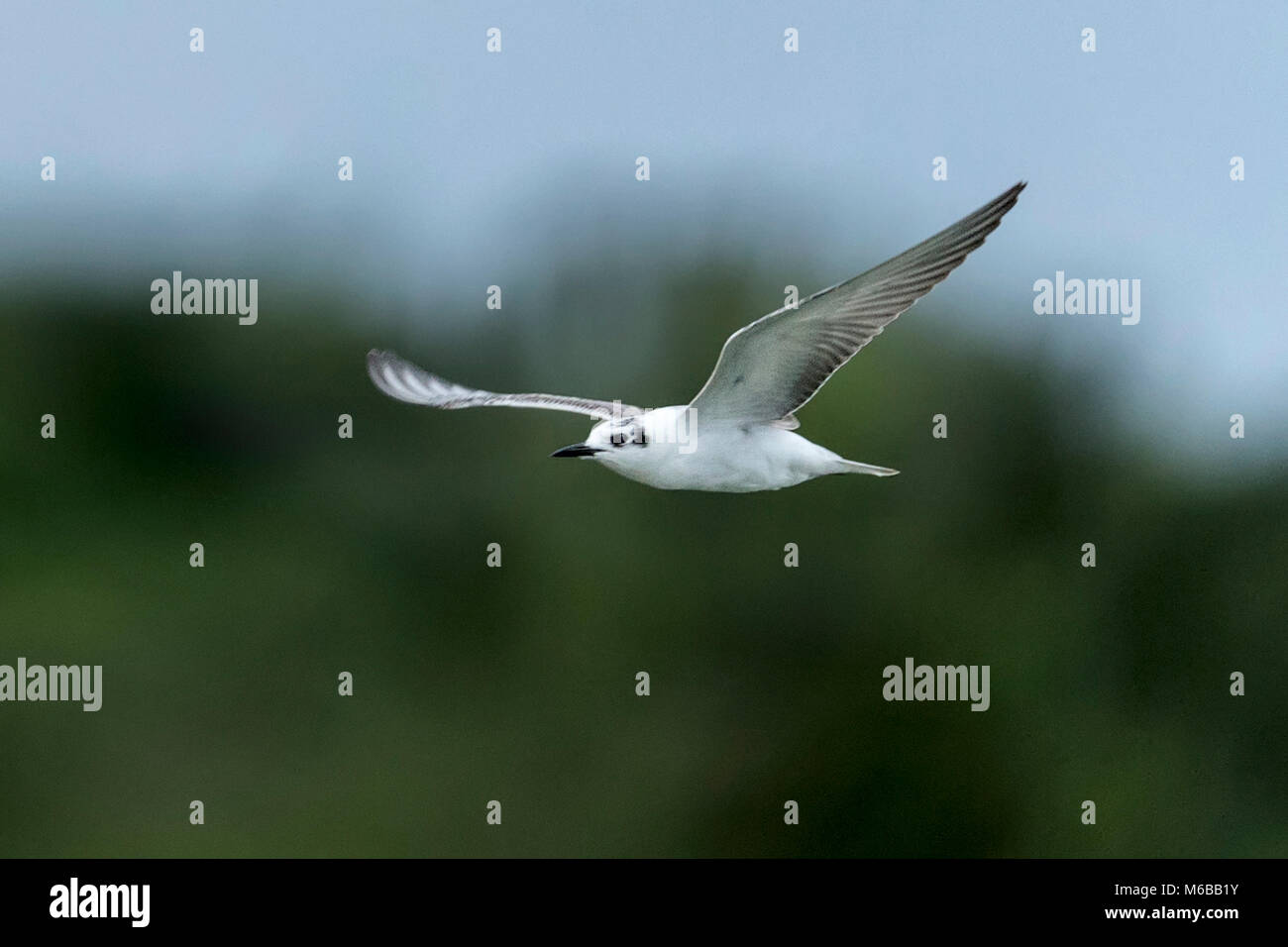 Grey-headed gull (Chroicocephalus cirrocephalus), aka grey-hooded gull ...
