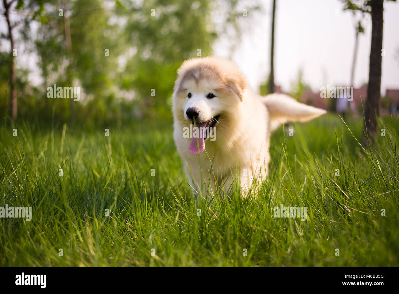 Alaska dog, playing in the grass Stock Photo - Alamy