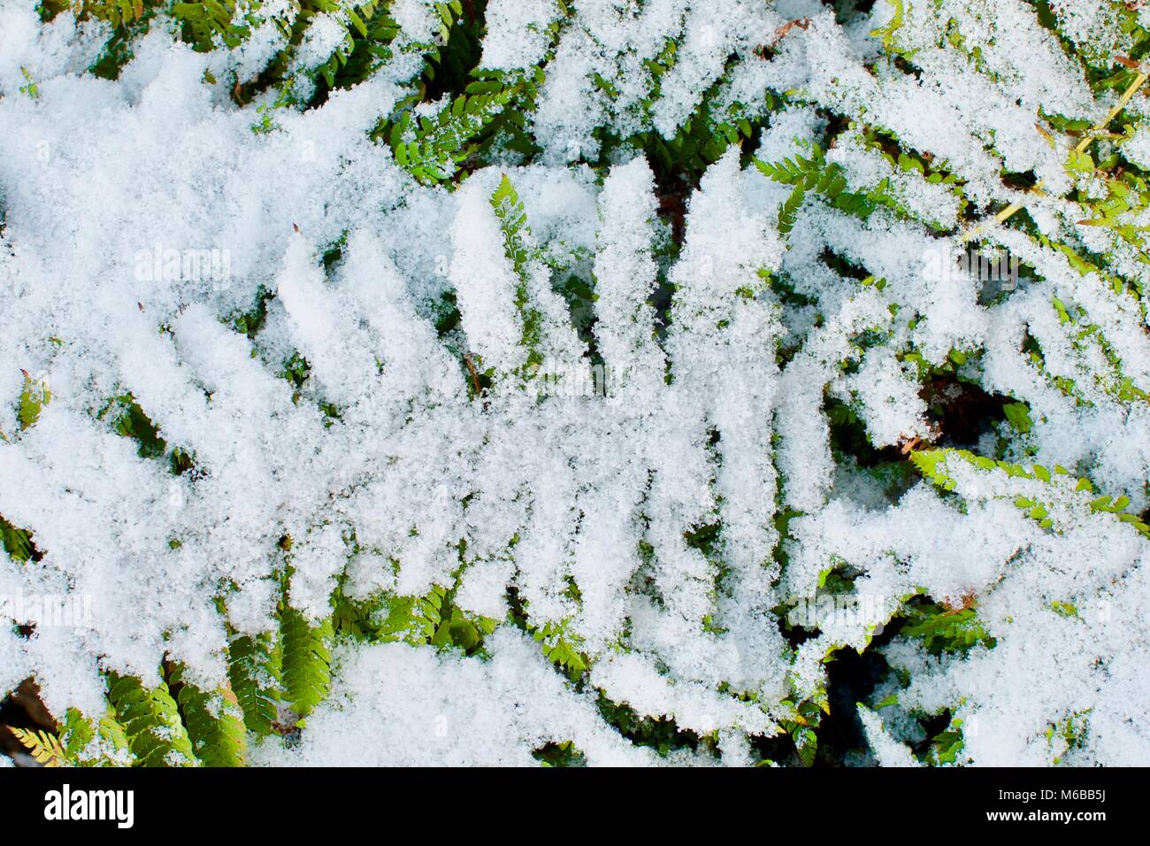 Ice cover fern hi-res stock photography and images - Alamy