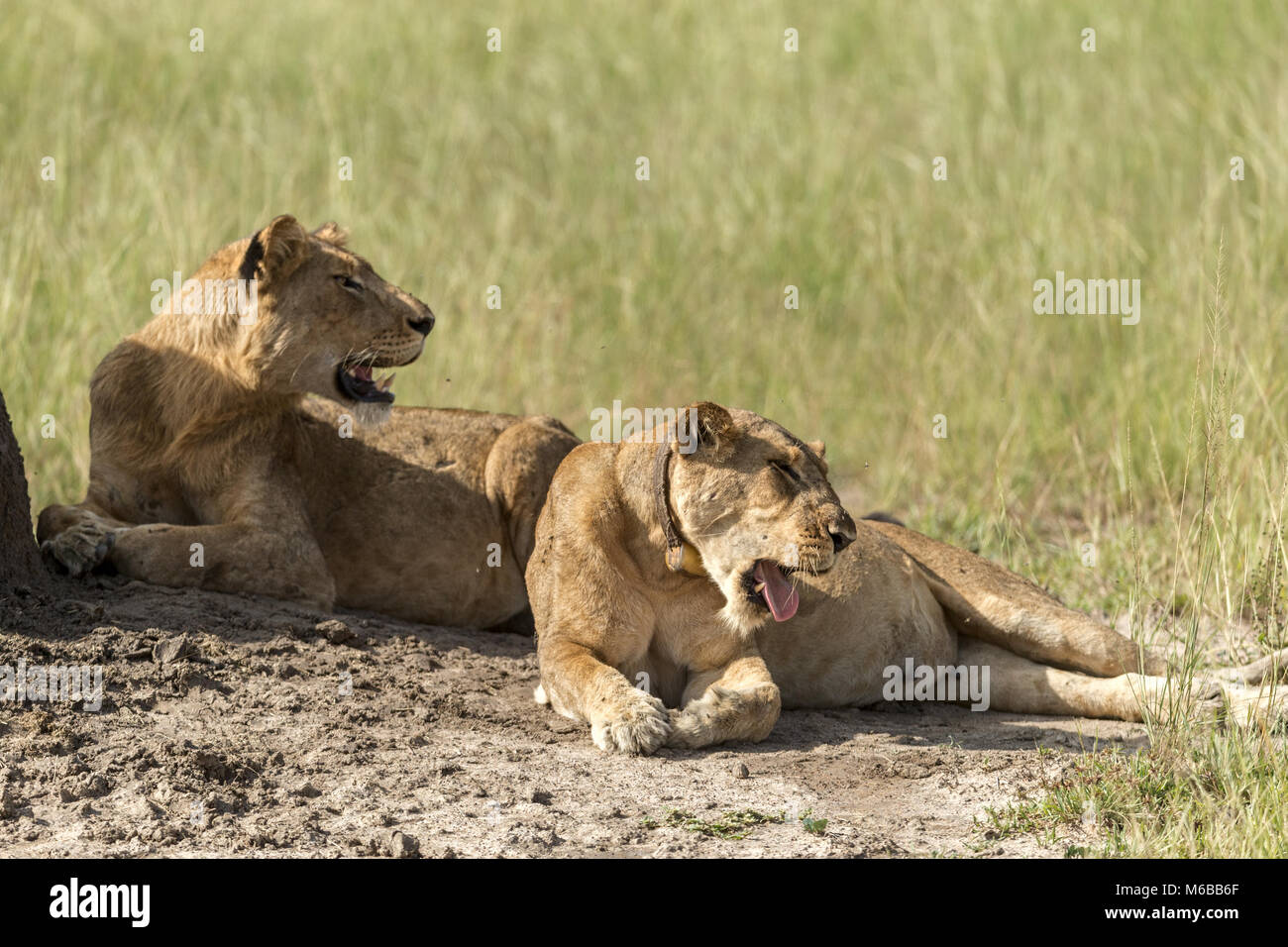 Immature Lion & Lioness post prandial with tracking collars, Queen ...