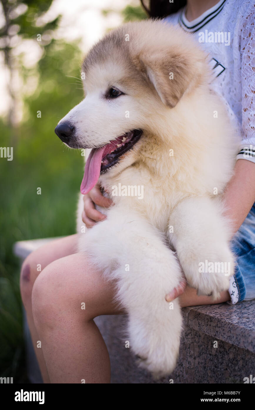 Alaska dog, playing in the grass Stock Photo - Alamy