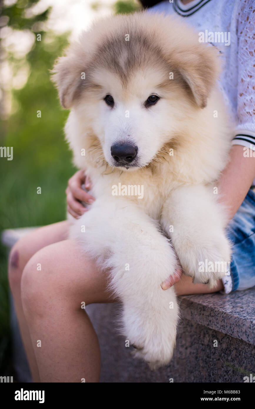 Alaska dog, playing in the grass Stock Photo - Alamy