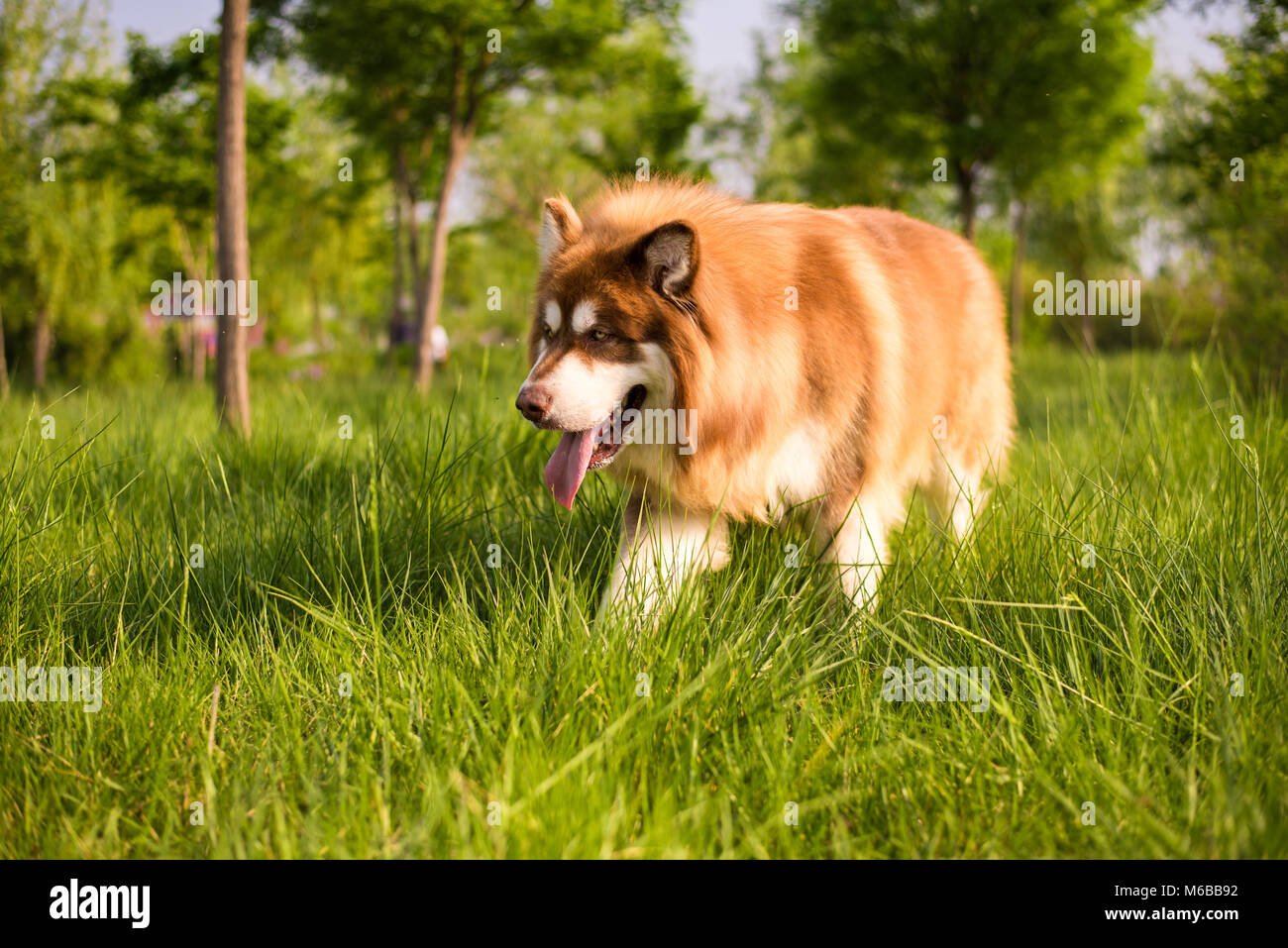 Alaska dog, playing in the grass Stock Photo - Alamy