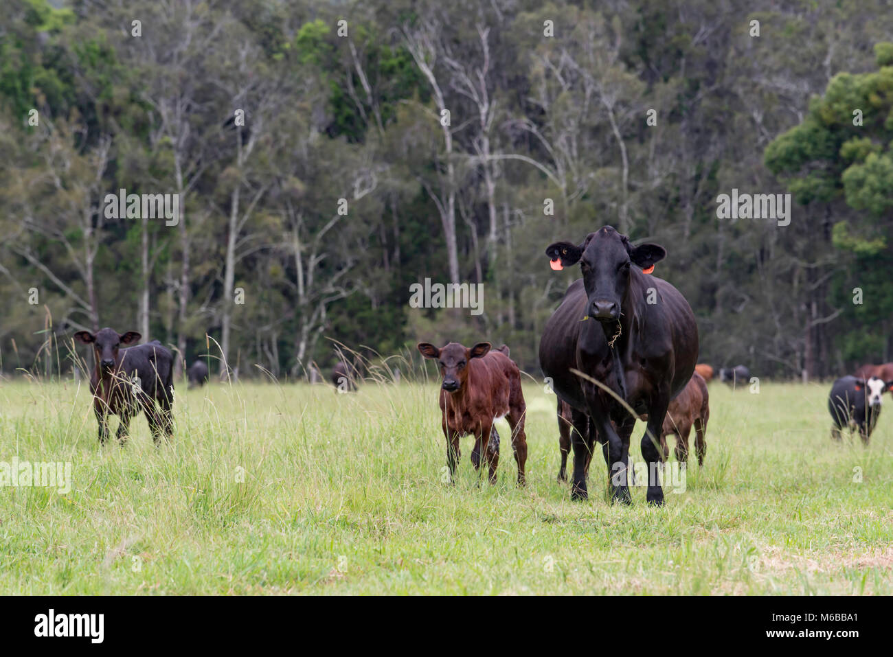 Santa gertrudis ranch hi-res stock photography and images - Alamy