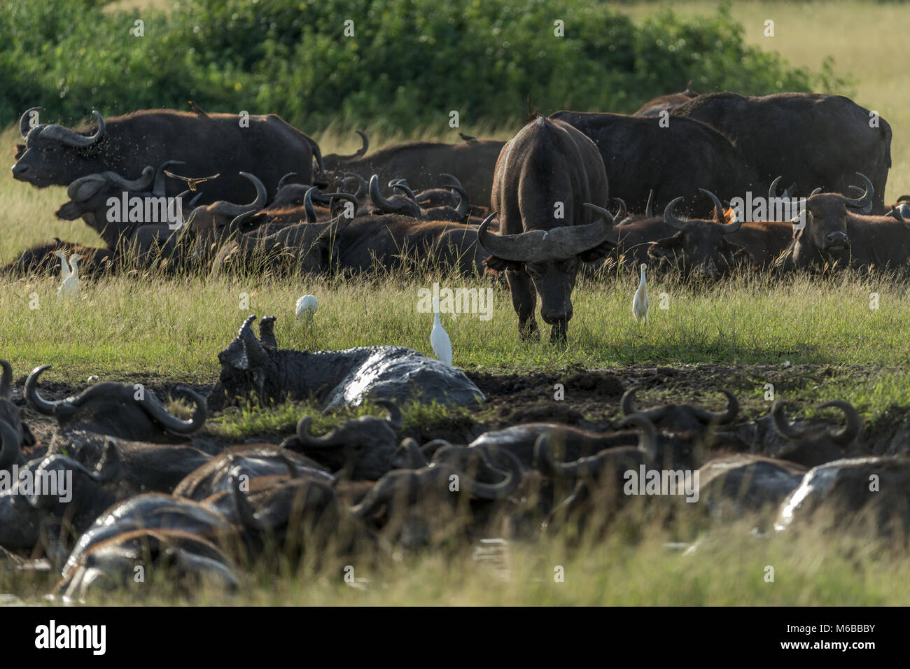 Cape buffalo herd wallowing with cattle egret (Bubulcus ibis) Queen ...