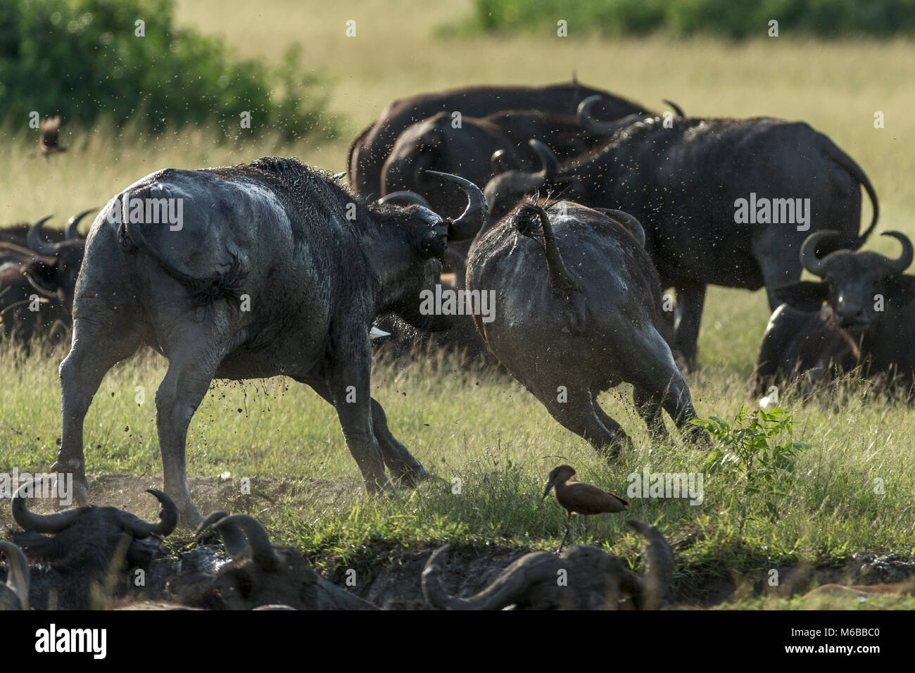 Stampede Cattle Stock Photos & Stampede Cattle Stock Images - Alamy