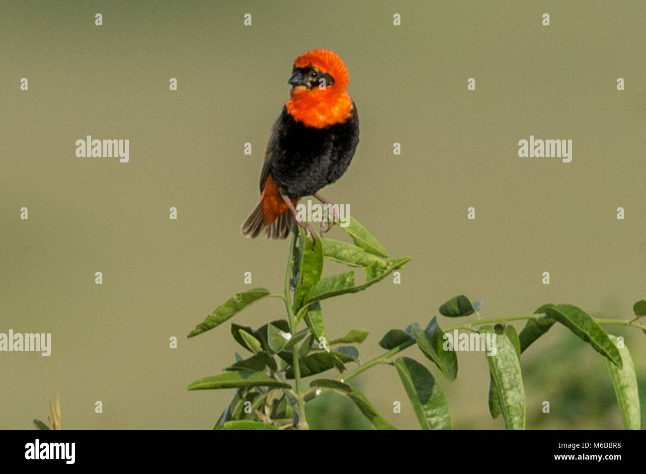 Southern red bishop or red bishop (Euplectes orix) Queen Elizabeth ...