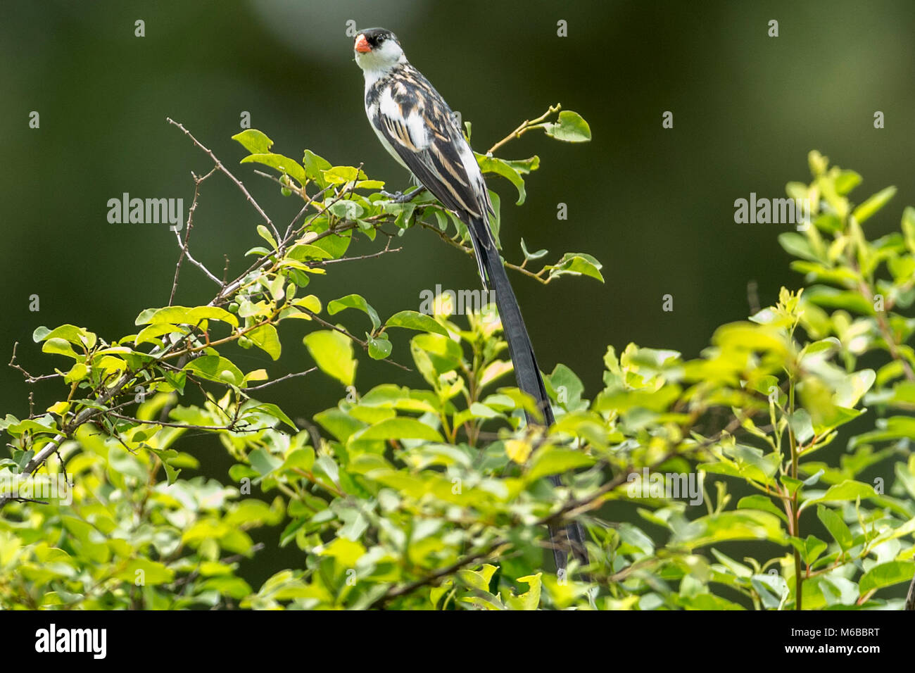 Pin-tailed whydah (Vidua macroura) Queen Elizabeth National Park ...