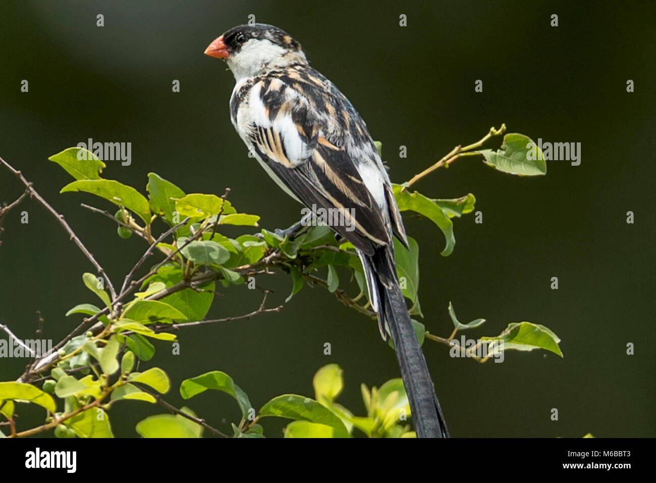 Pin-tailed whydah (Vidua macroura) Queen Elizabeth National Park ...