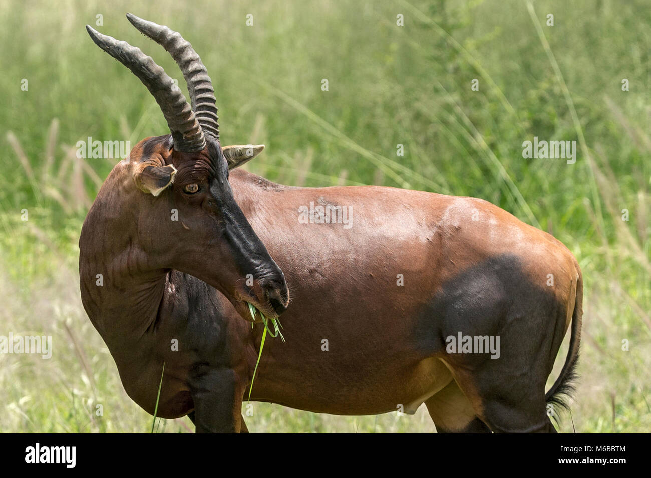 African Tsessebe