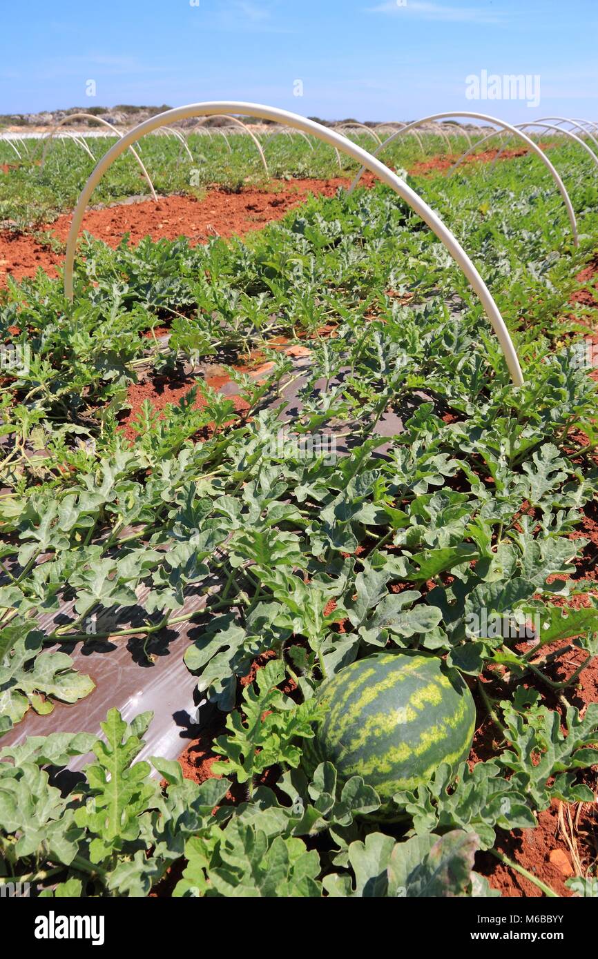 Watermelon field hi-res stock photography and images - Alamy