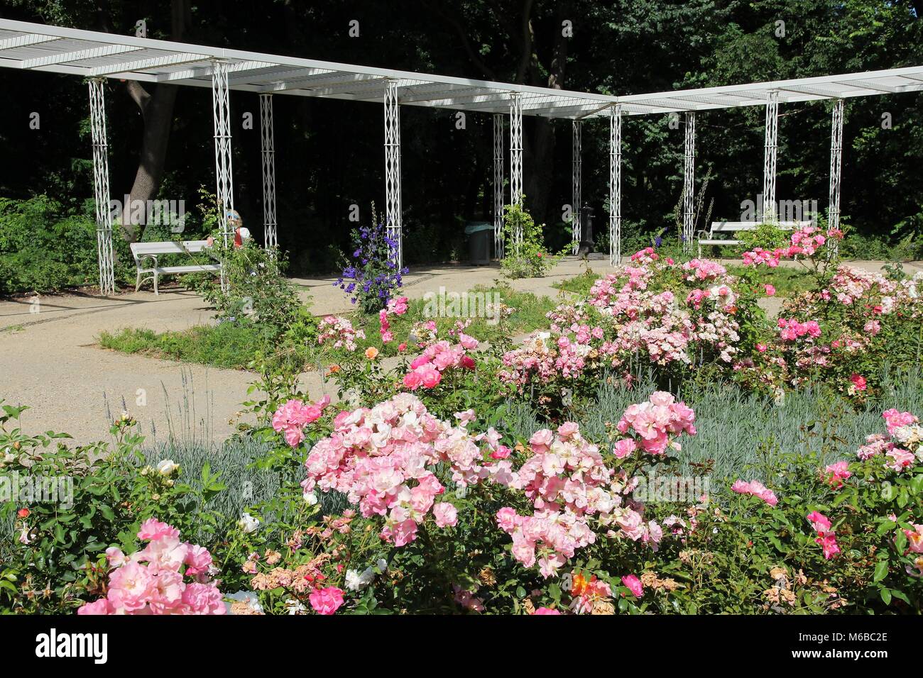 Budapest, Hungary - rose garden in park on Margaret Island Stock Photo ...