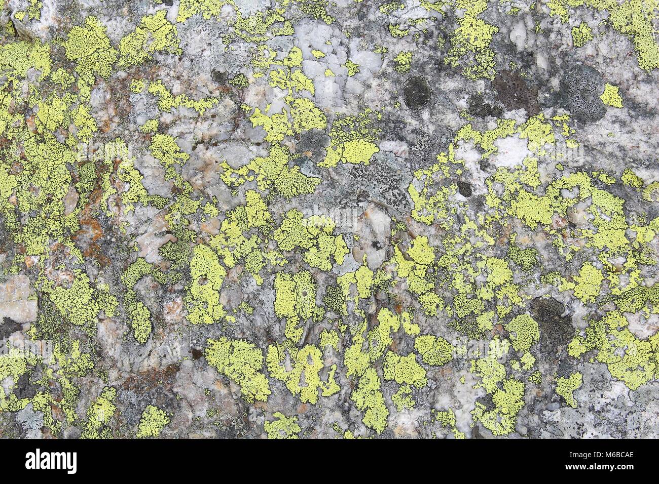 Map lichen (Rhizocarpon geographicum species) background. Lichen ...