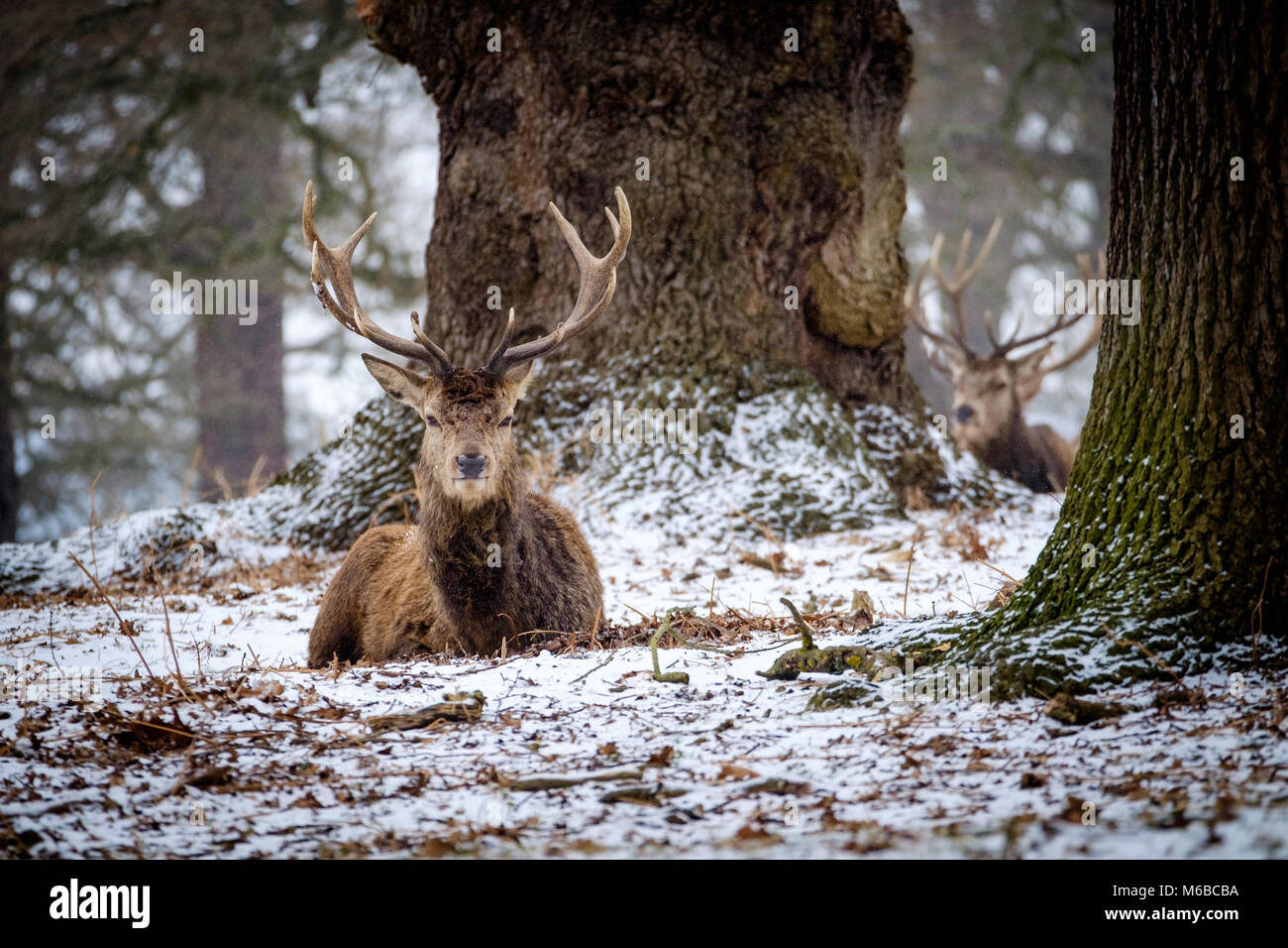 Red deer stag snow hi-res stock photography and images - Alamy