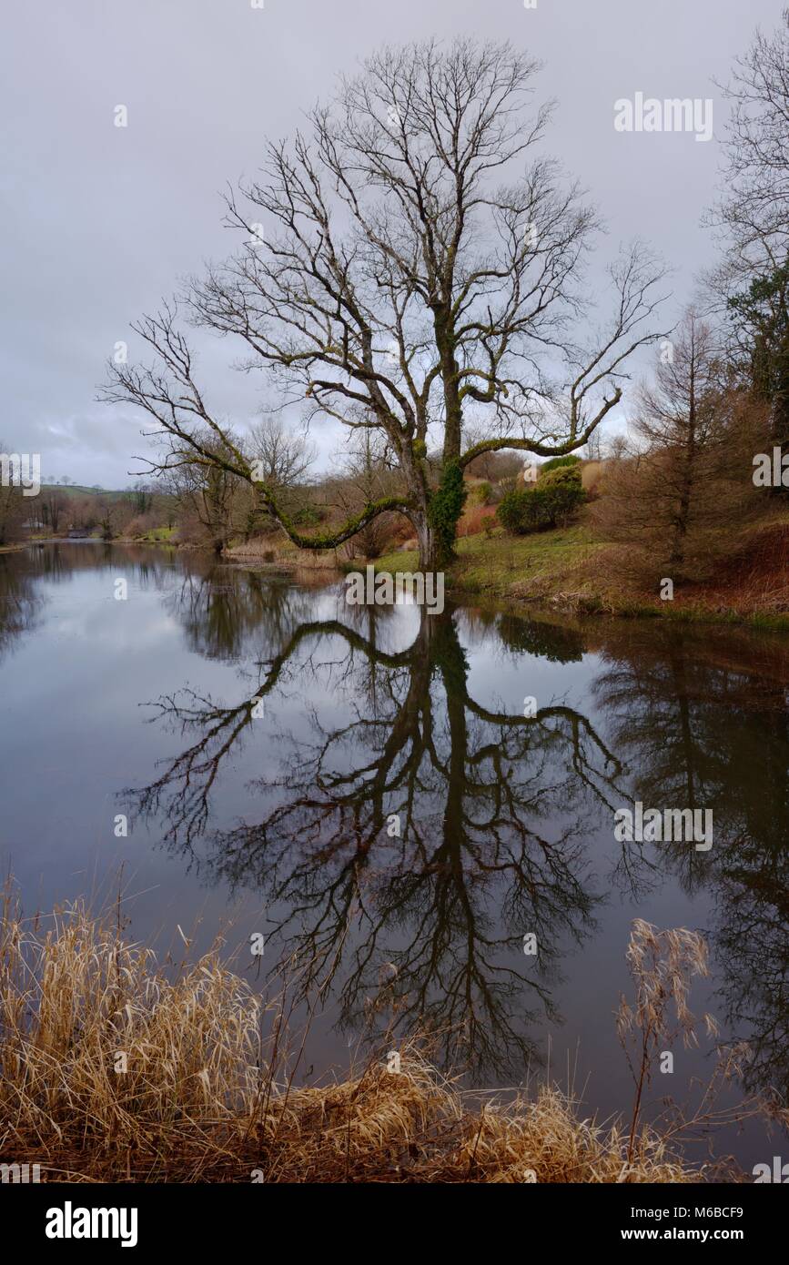 European ash tree hi-res stock photography and images - Alamy