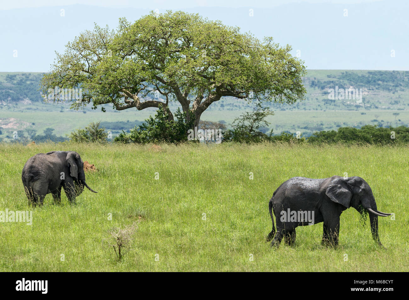 Elizabeth Bull High Resolution Stock Photography and Images - Alamy