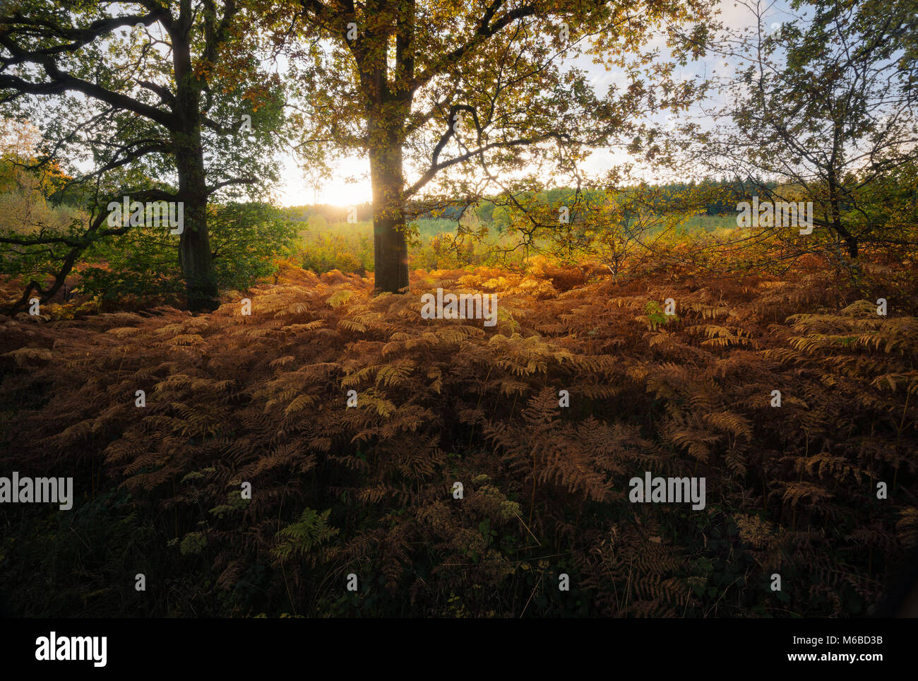 Sun on ferns hi-res stock photography and images - Alamy