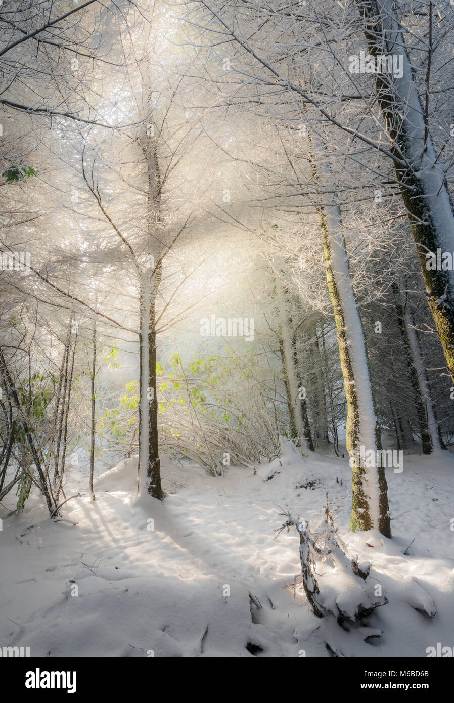 Light through the trees creates a cross shape Stock Photo - Alamy