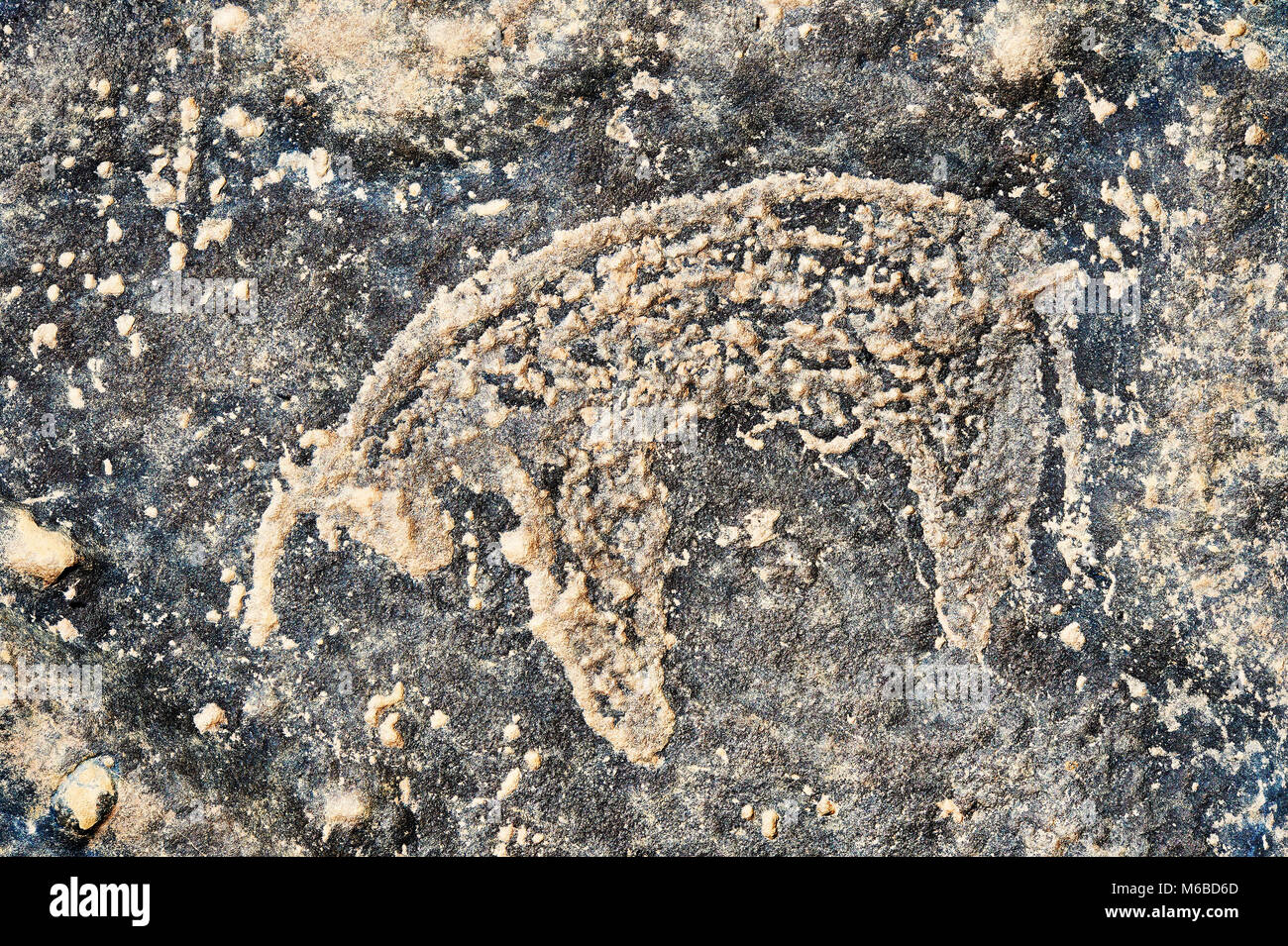Prehistoric Saharan petroglyph rock art carvings of cattle from a site ...