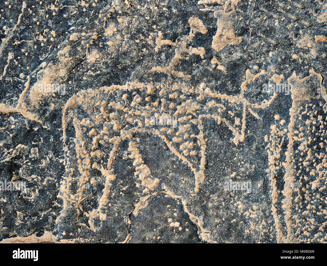 Prehistoric Saharan petroglyph rock art carvings of cattle with a man ...