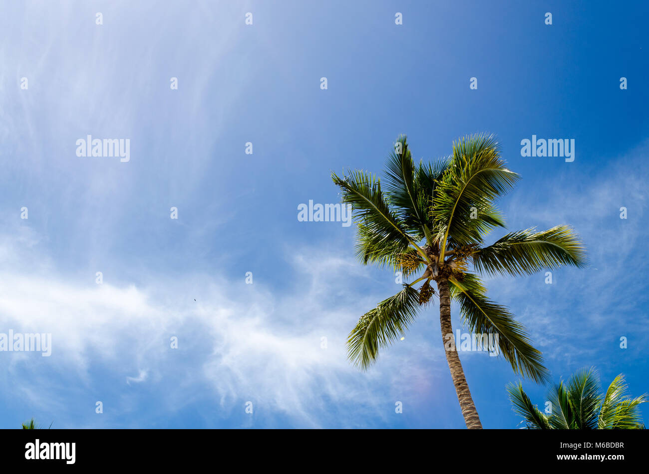 Large Coconut Tree High Resolution Stock Photography and Images - Alamy