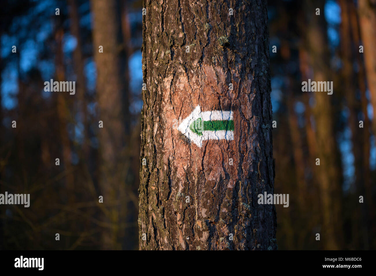 Arrow mark tree hi-res stock photography and images - Alamy