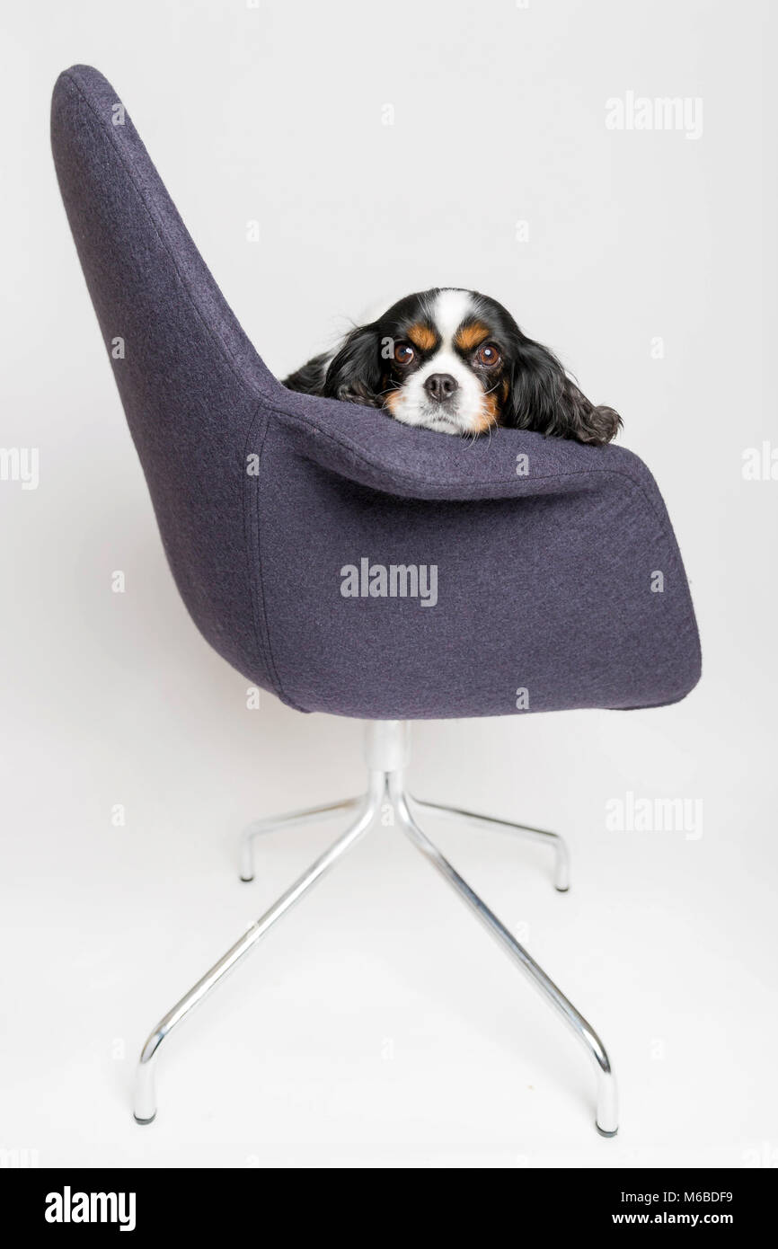Dog sitting on the swivel chair on white background Stock Photo - Alamy