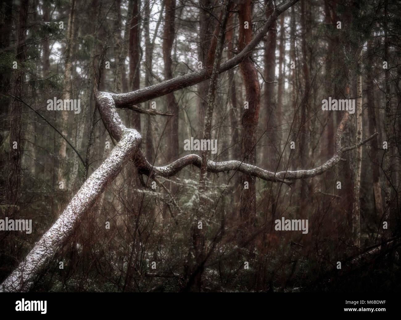 Cool tree with snow on Stock Photo - Alamy