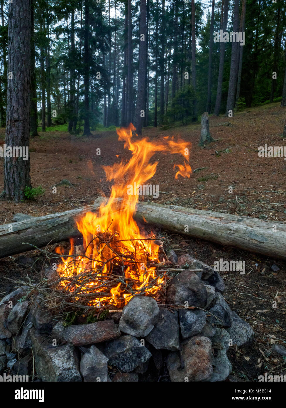 Campfire in the forest Stock Photo - Alamy