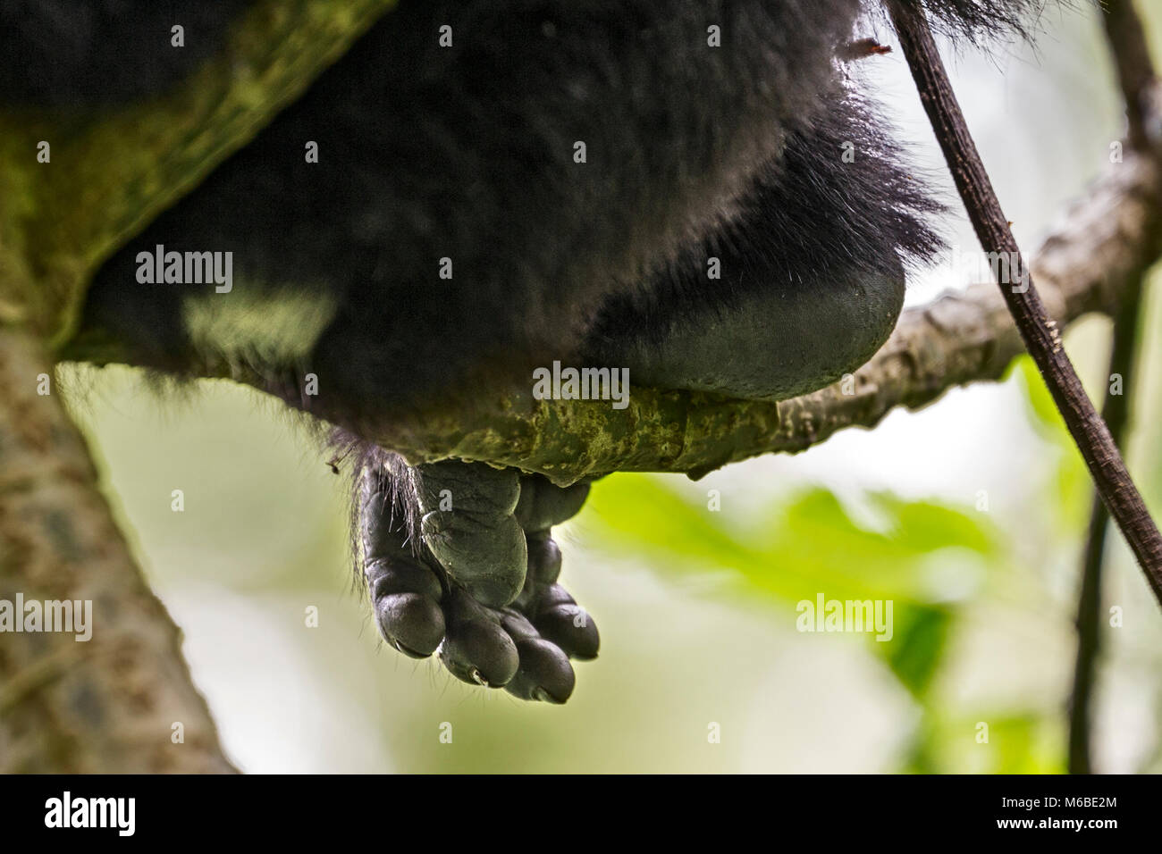 Gorilla foot hi-res stock photography and images - Alamy