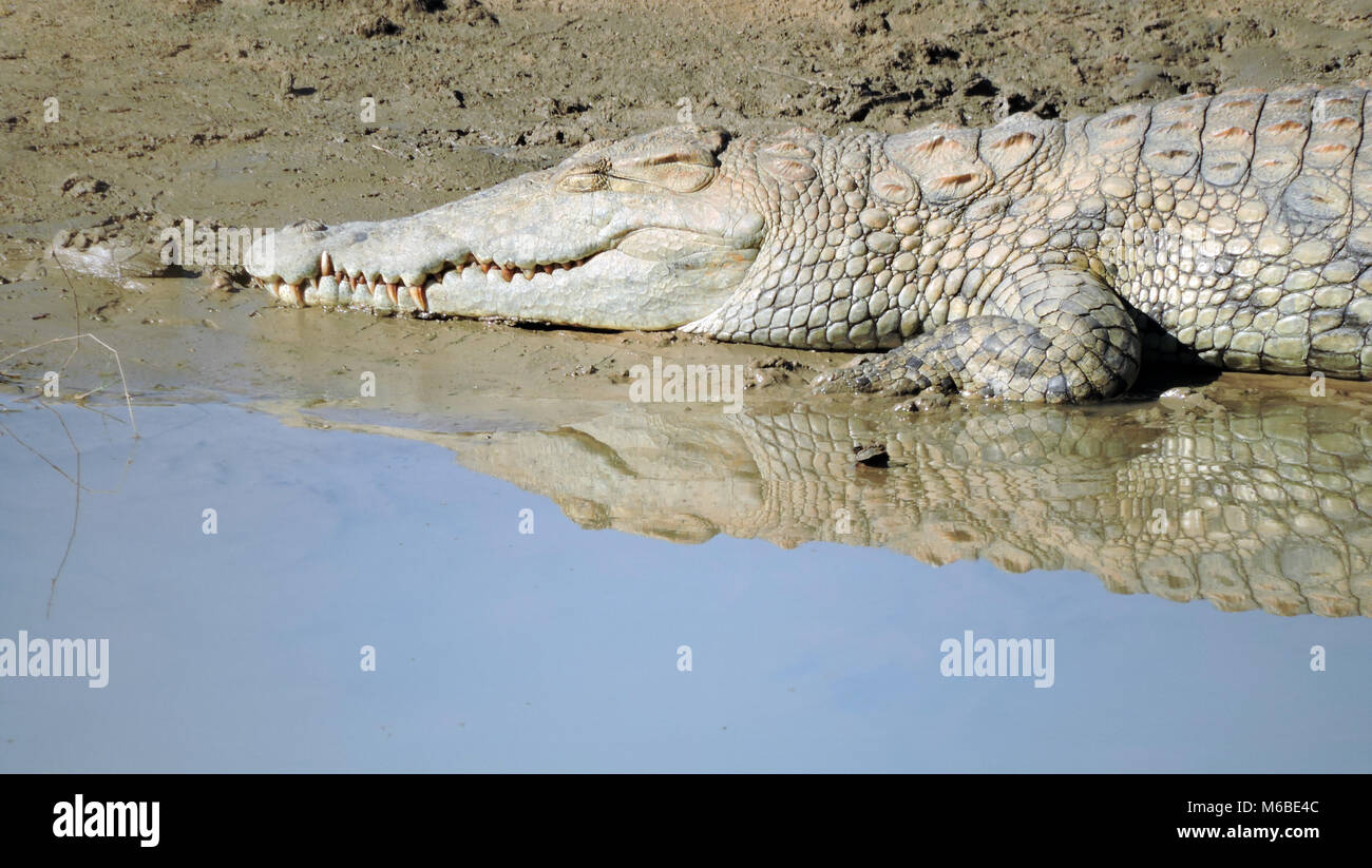 Crocodile in water africa hi-res stock photography and images - Alamy