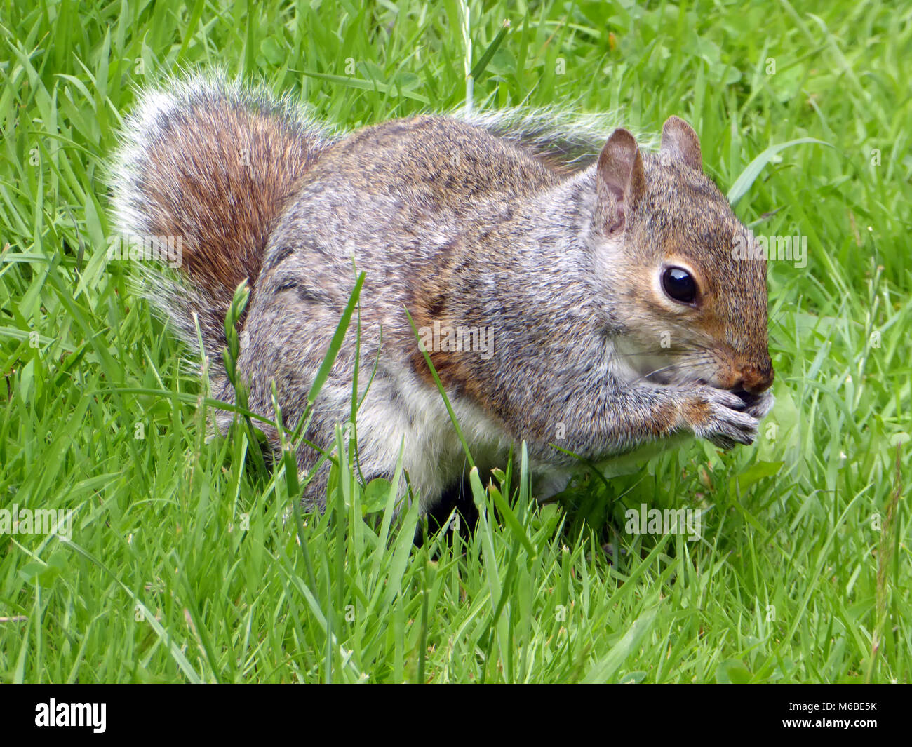 Female grey hi-res stock photography and images - Alamy