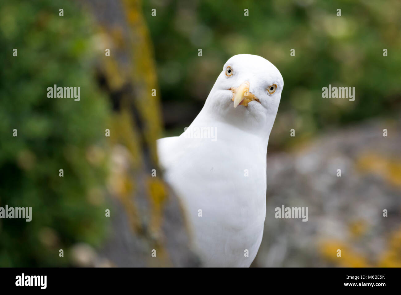 Funny seagull hi-res stock photography and images - Alamy