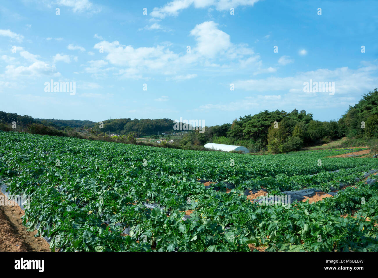 Radish farm hi-res stock photography and images - Alamy