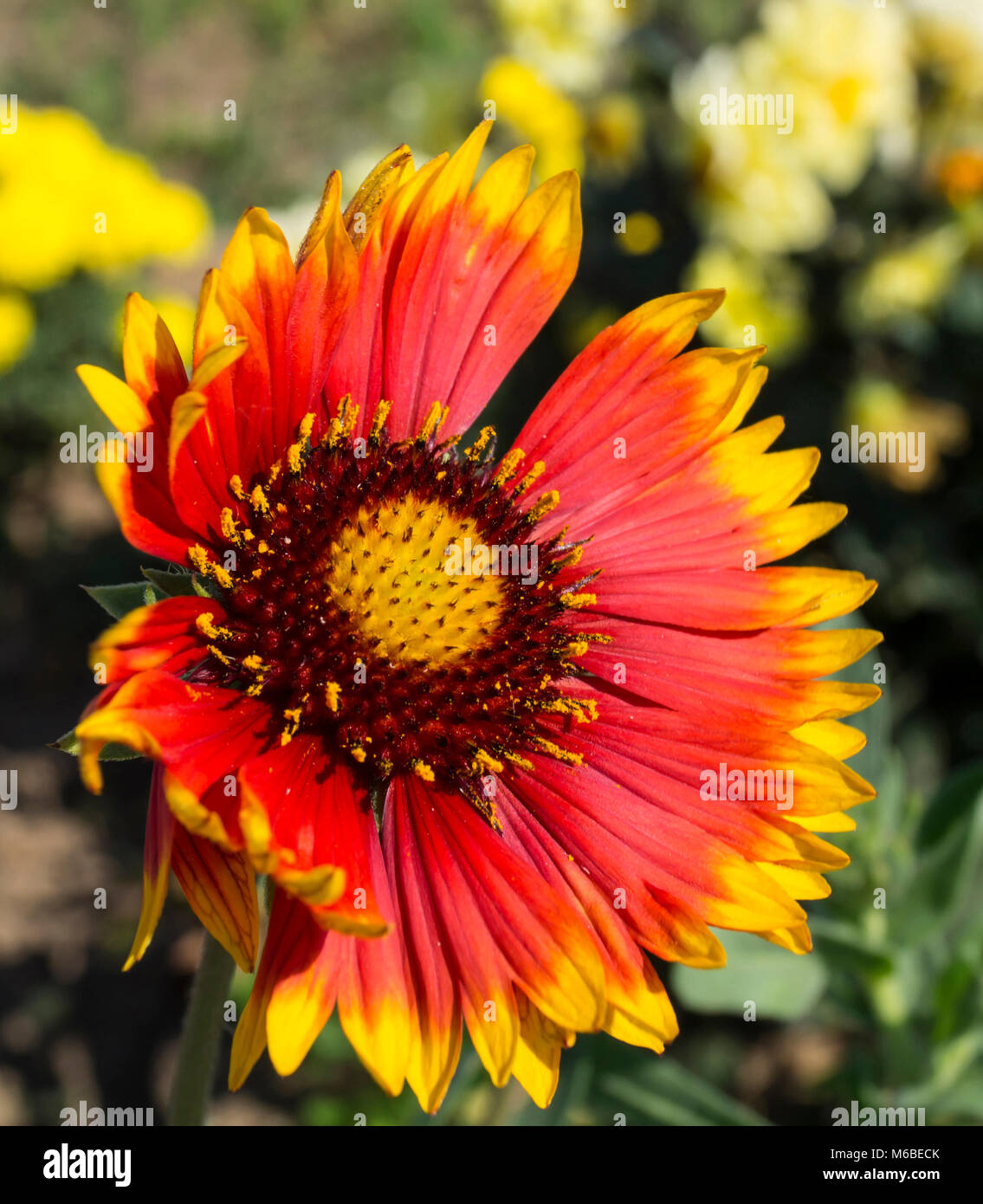 Red beautiful flower on varicoloured washed away background Stock Photo ...