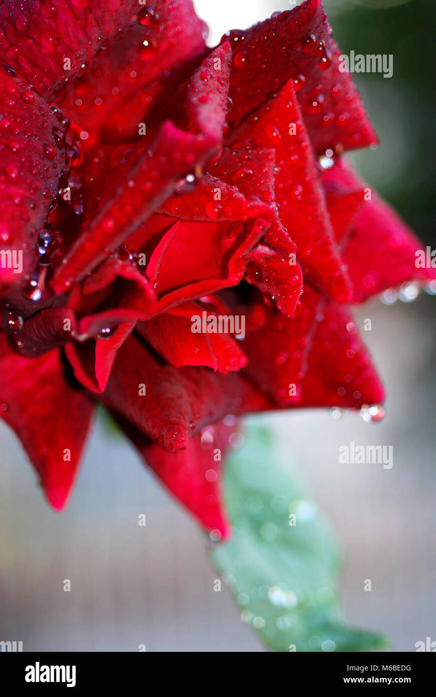 Glowing red rose flower bouquet hi-res stock photography and images - Alamy