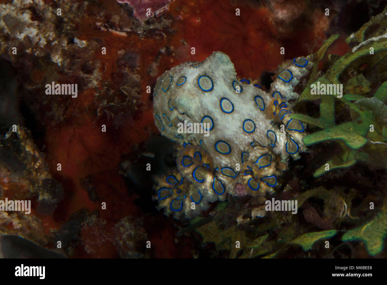 Blue ring octopus (Hapalochlaena lunulata). Picture was taken near ...