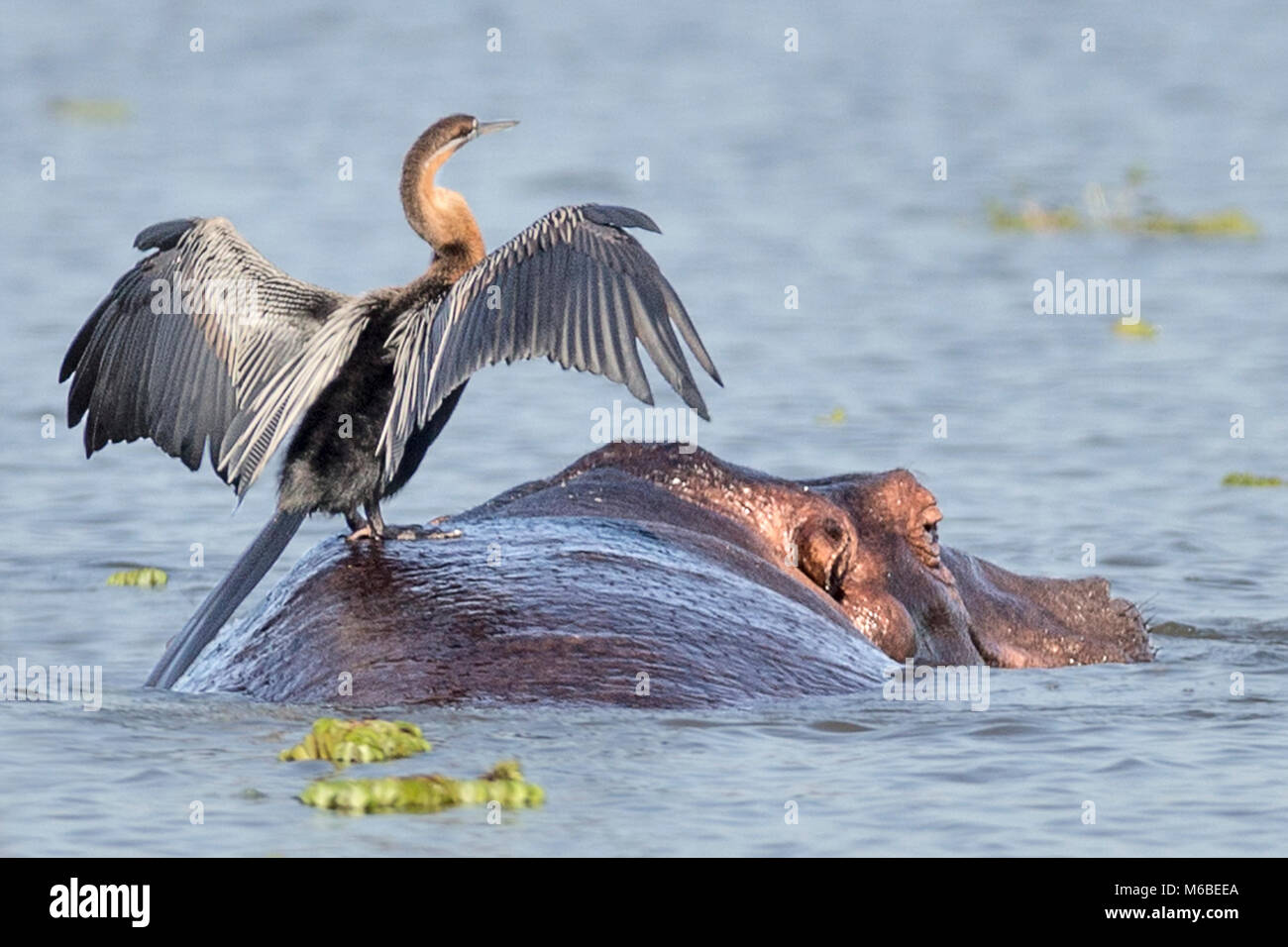 Anhinga rufa hippopotamus hi-res stock photography and images - Alamy