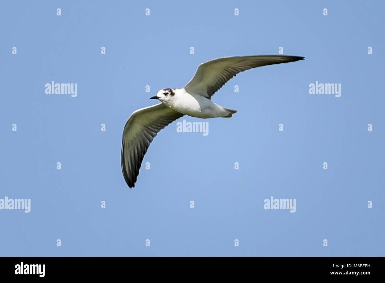 Non-breeding Grey-headed gull (Chroicocephalus cirrocephalus), also ...