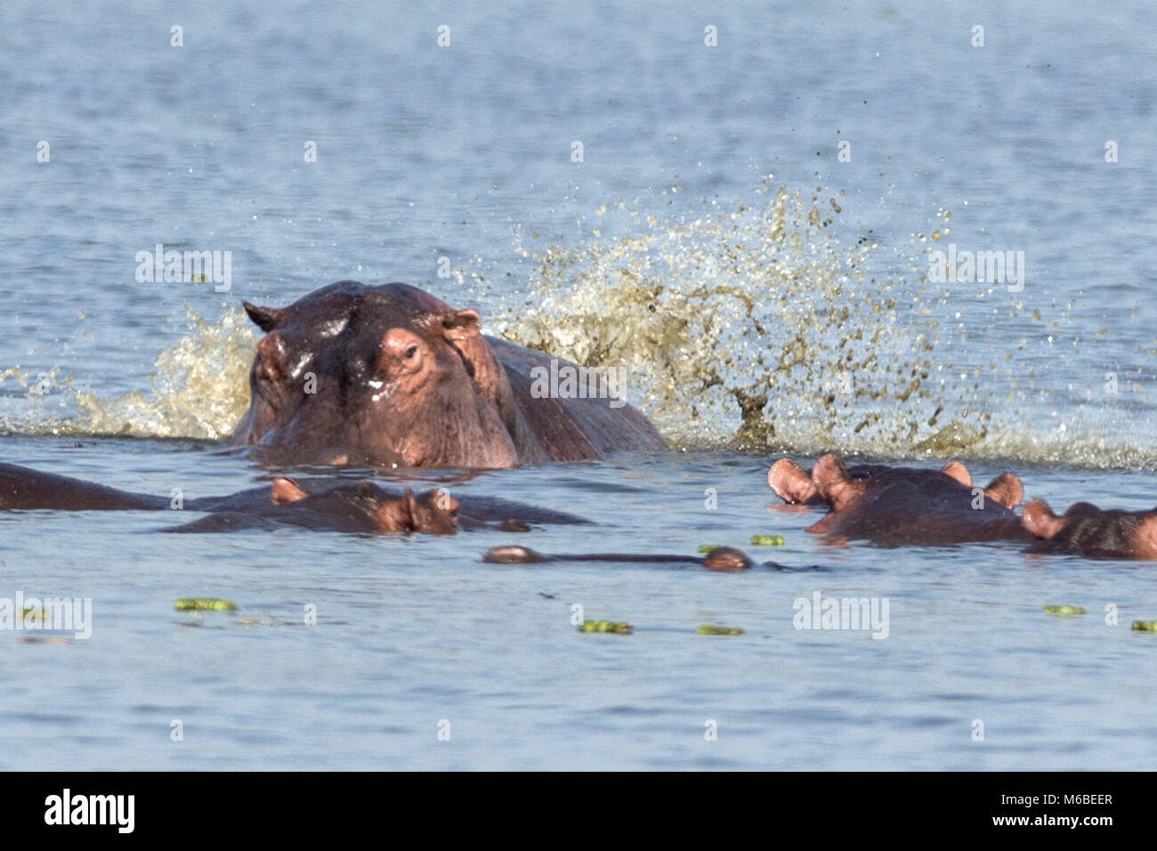 Hippopotamus defaecating in Lake Victoria ,"Murchison's Falls National ...
