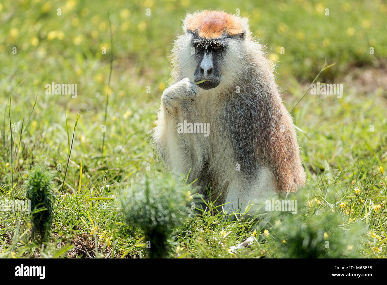 Male Patas Monkey