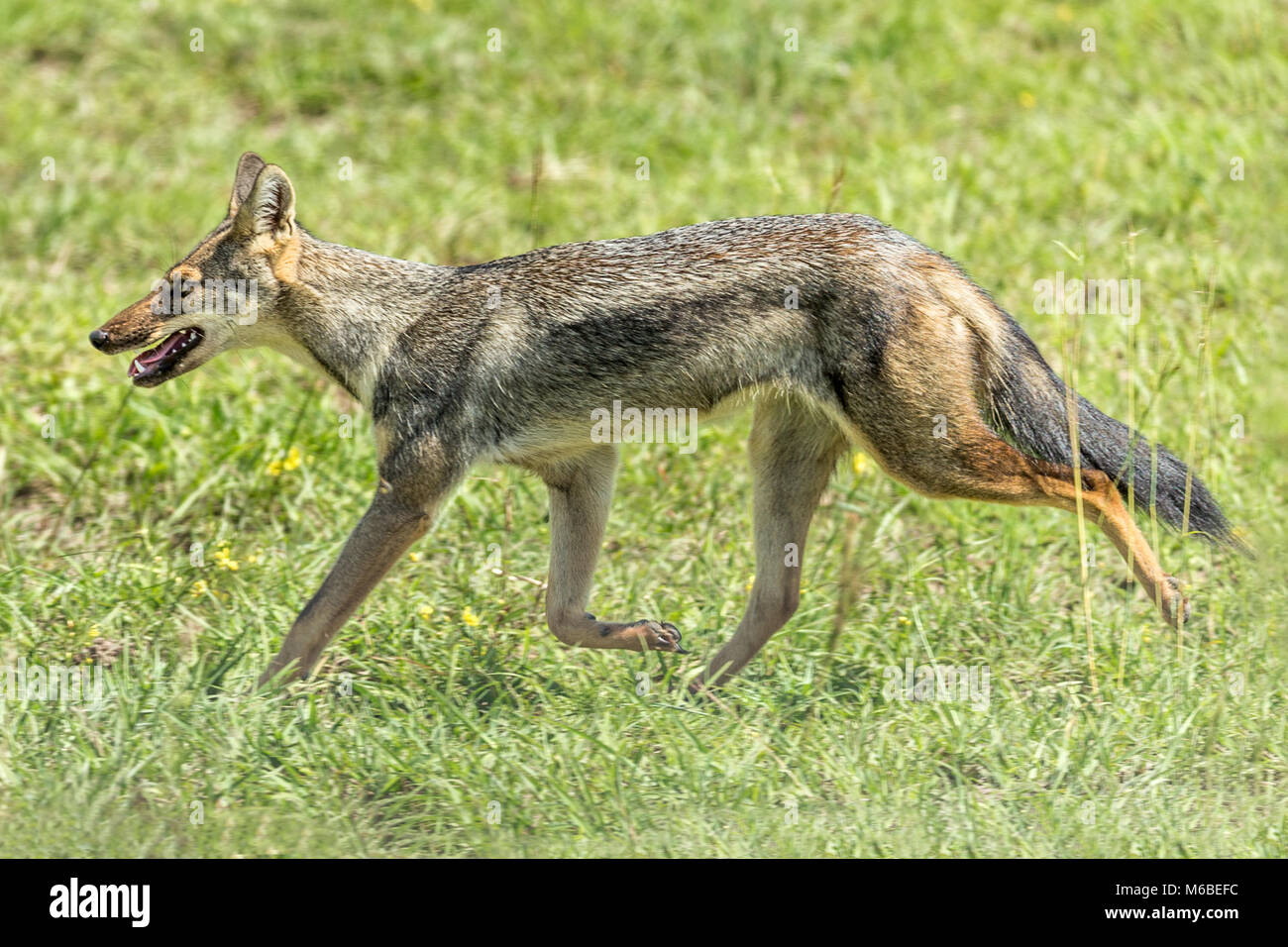 side-striped jackal (Canis adustus), "Murchison's Falls National Park ...