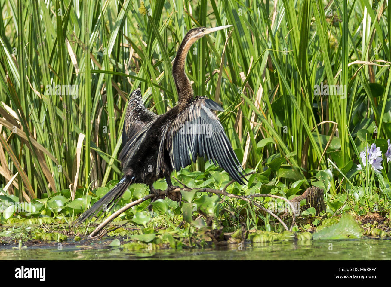 African darter (Anhinga rufa) aka snakebird, Lake Victoria, "Murchison ...