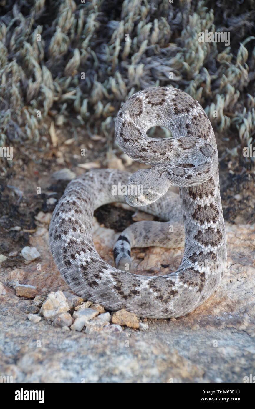 Western Diamondback Rattlesnake coiled and ready to strike Stock Photo ...