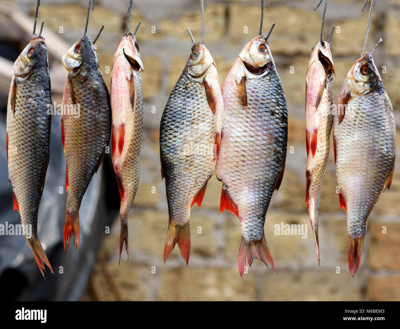 Botulism hi-res stock photography and images - Alamy