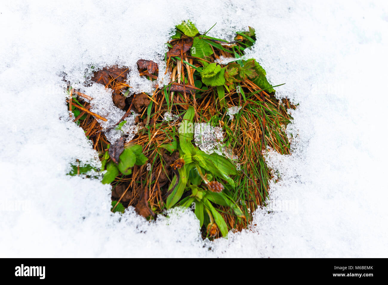 Meet the spring hi-res stock photography and images - Alamy