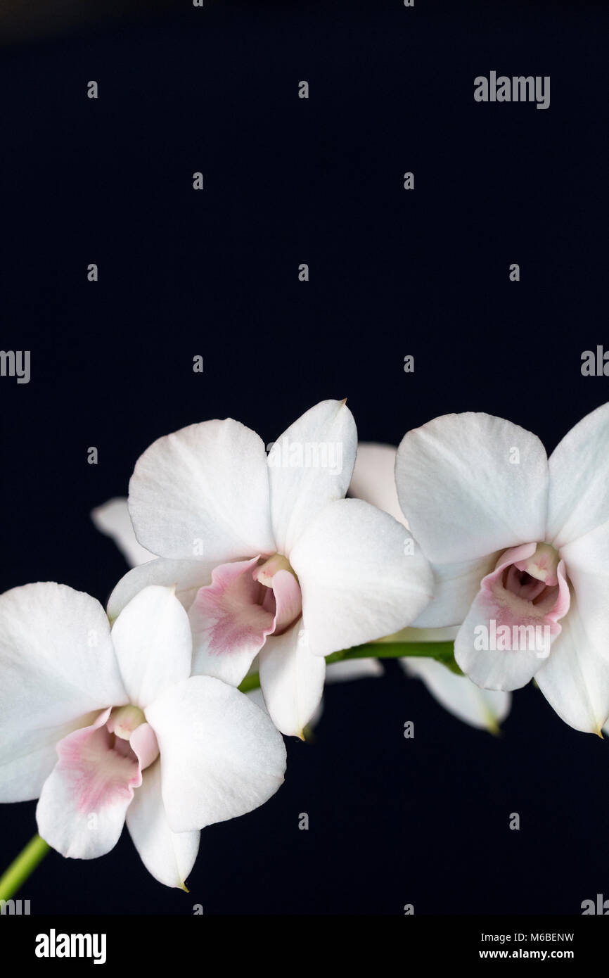 Dendrobium orchid hi-res stock photography and images - Alamy